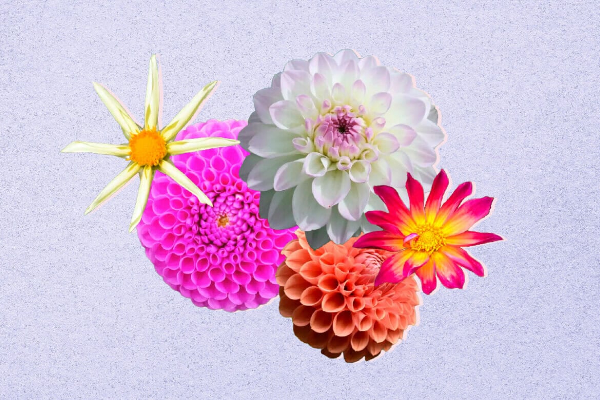20 Official Types of Dahlia Flowers: Your Complete Guide