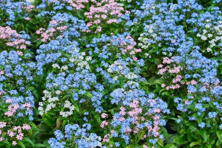 30 Native French Flowers and Wildflowers to Admire - Petal Republic