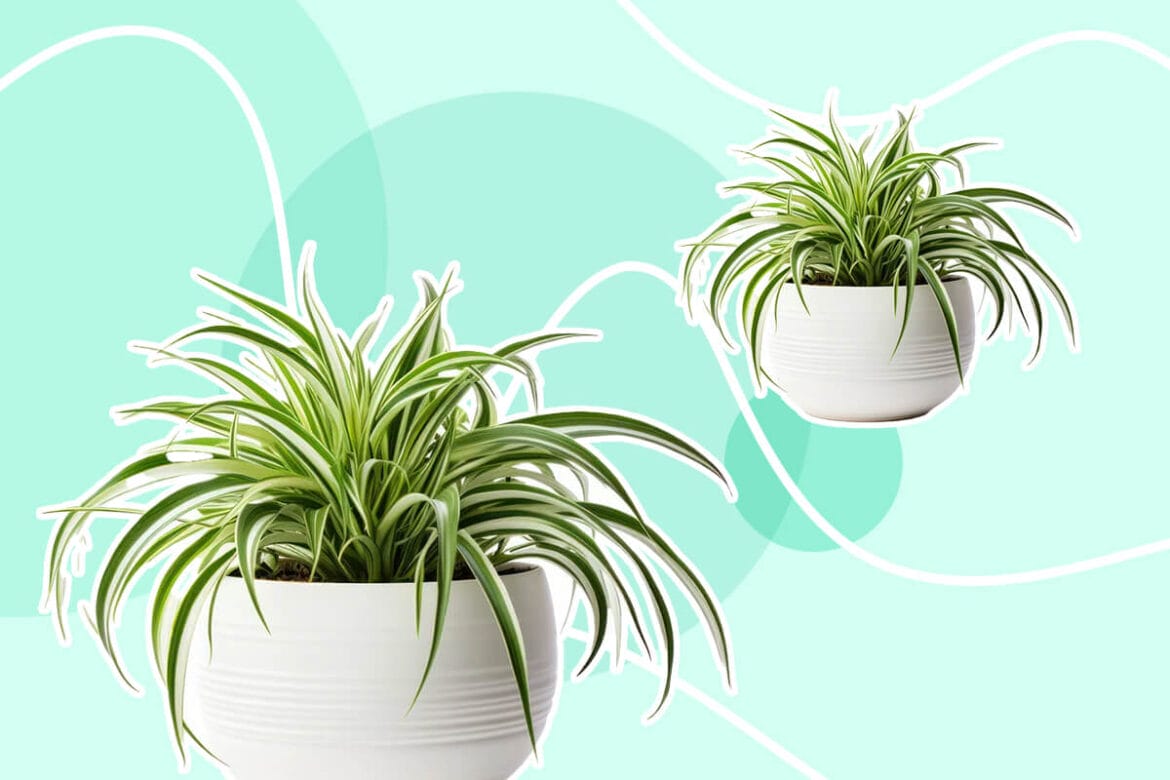 11 Amazing Uses and Benefits of Money Tree Plants - Petal Republic