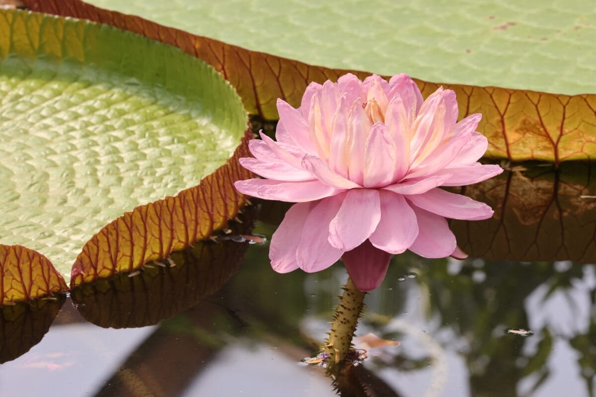 30 Native Brazilian Flowers & Plants to Admire - Petal Republic