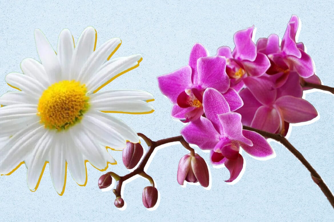 April Birth Month Flowers: Daisy and Sweet Pea - Petal Republic