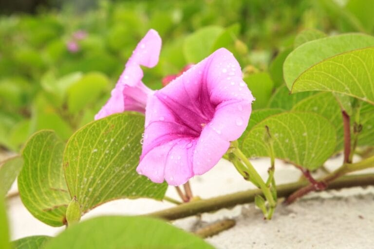 30 Native Brazilian Flowers & Plants to Admire - Petal Republic