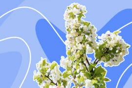 18 Beautiful Mock Orange Varieties (Philadelphus) - Petal Republic