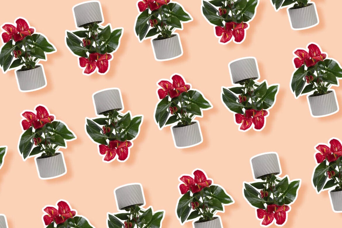 30 Beautiful Types of Caribbean Flowers - Petal Republic