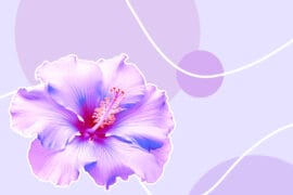 14 Stunning Varieties of Purple Hibiscus - Petal Republic