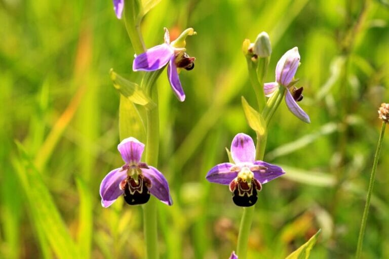 30 Native French Flowers and Wildflowers to Admire - Petal Republic