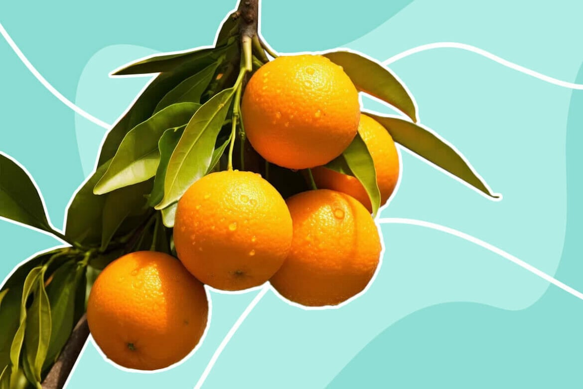 12 Best Types of Citrus Trees You Can Grow Indoors - Petal Republic