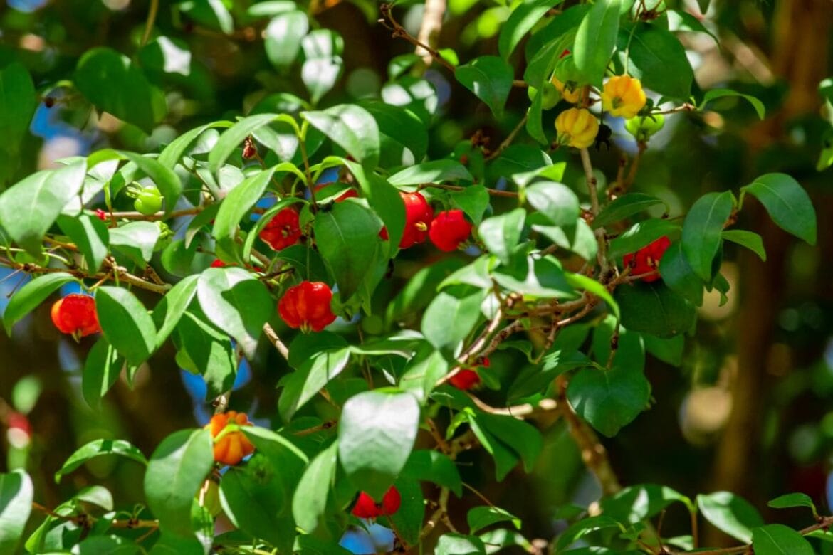 30 Native Brazilian Flowers & Plants to Admire - Petal Republic