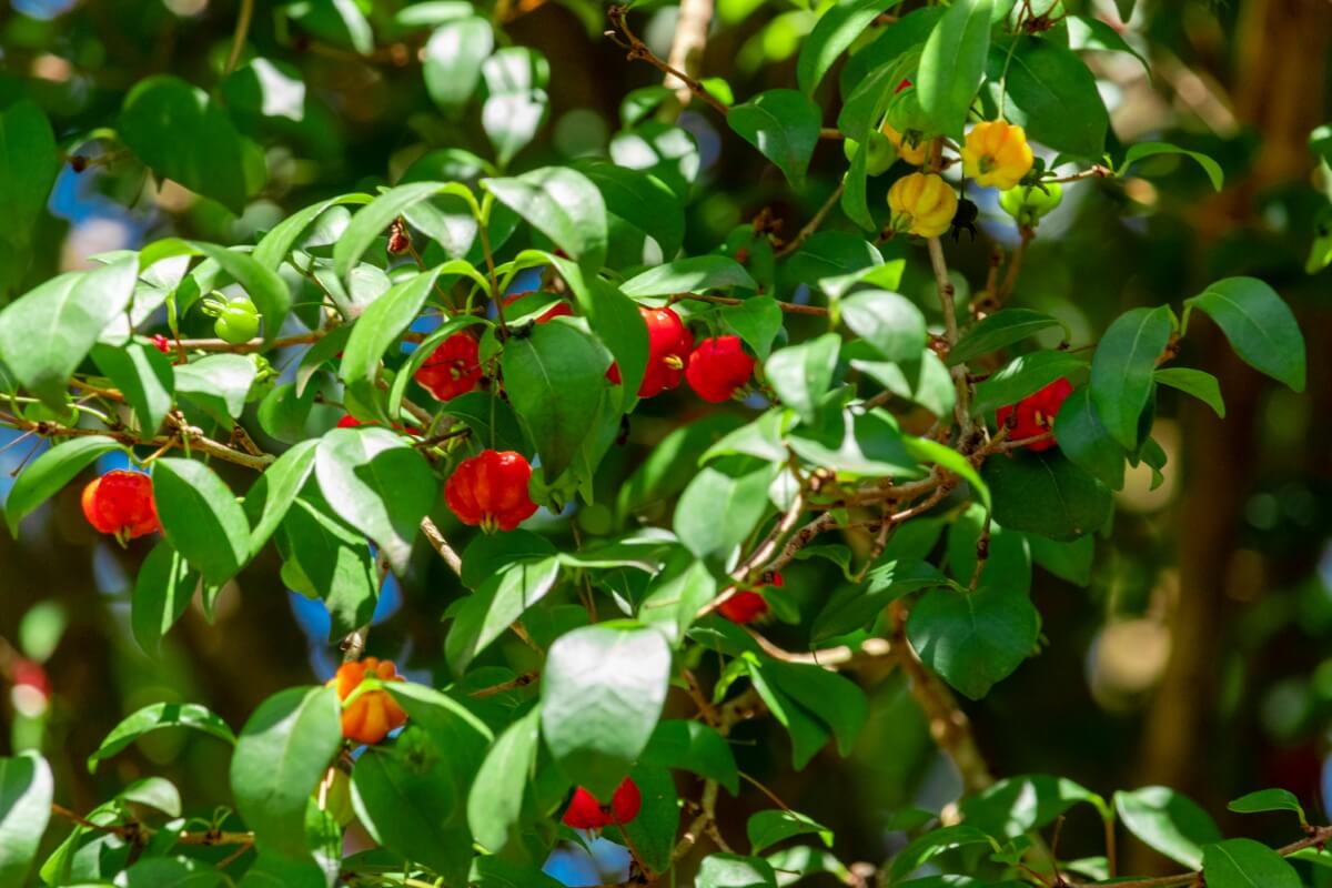 30 Native Brazilian Flowers & Plants to Admire - Petal Republic