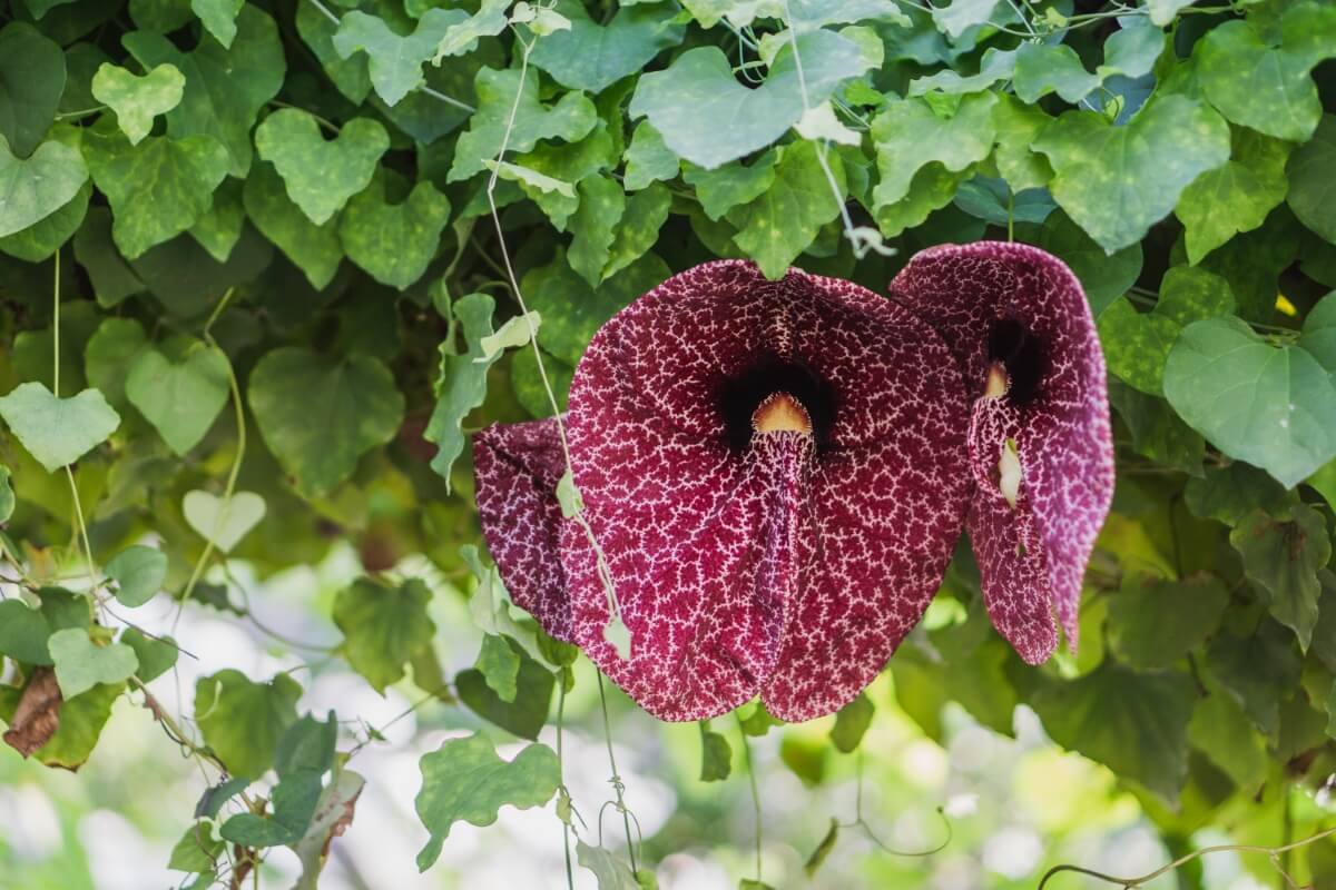 30 Native Brazilian Flowers & Plants to Admire - Petal Republic