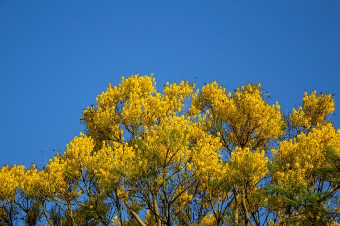 30 Native Brazilian Flowers & Plants to Admire - Petal Republic