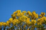 30 Native Brazilian Flowers & Plants to Admire - Petal Republic