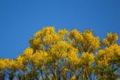 30 Native Brazilian Flowers & Plants to Admire - Petal Republic