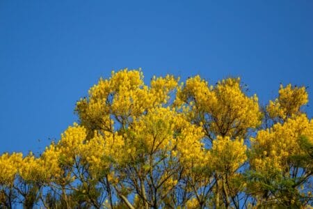 30 Native Brazilian Flowers & Plants to Admire - Petal Republic