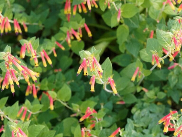 30 Native Brazilian Flowers & Plants to Admire - Petal Republic