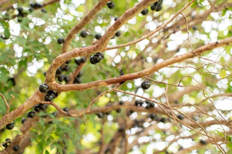 30 Native Brazilian Flowers & Plants to Admire - Petal Republic