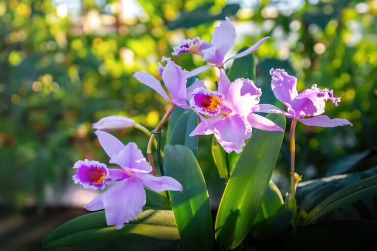 30 Native Brazilian Flowers & Plants to Admire - Petal Republic