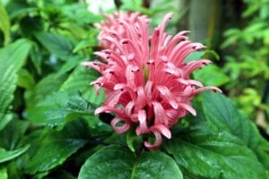 30 Native Brazilian Flowers & Plants to Admire - Petal Republic
