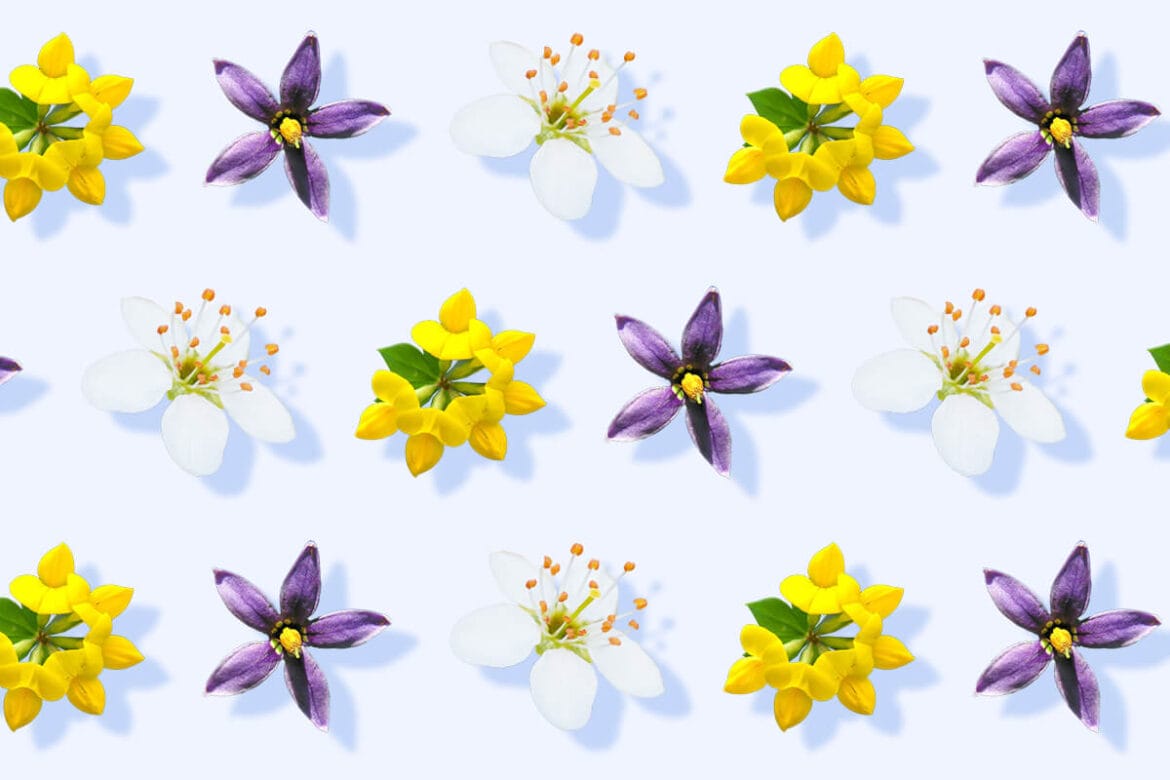 50 Stunning British Native Wildflowers - Petal Republic