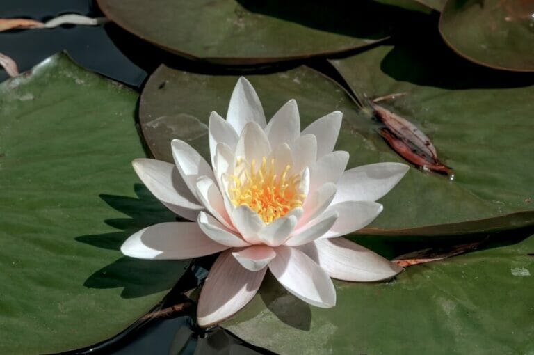 30 Native French Flowers and Wildflowers to Admire - Petal Republic