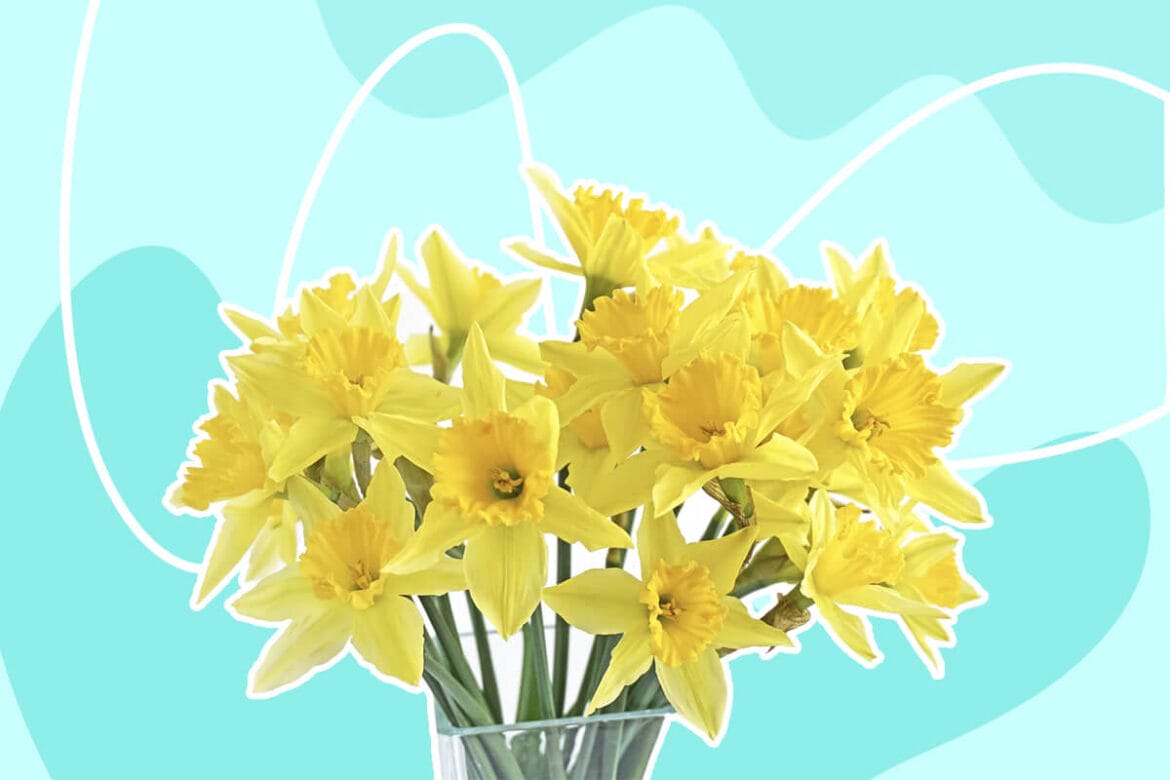 The Definitive List of ‘D’ Flowers That’ll Make Your Garden Look ...