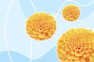 The 25 Most Fragrant Yellow Flowers Nature Ever Created 💛 - Petal Republic