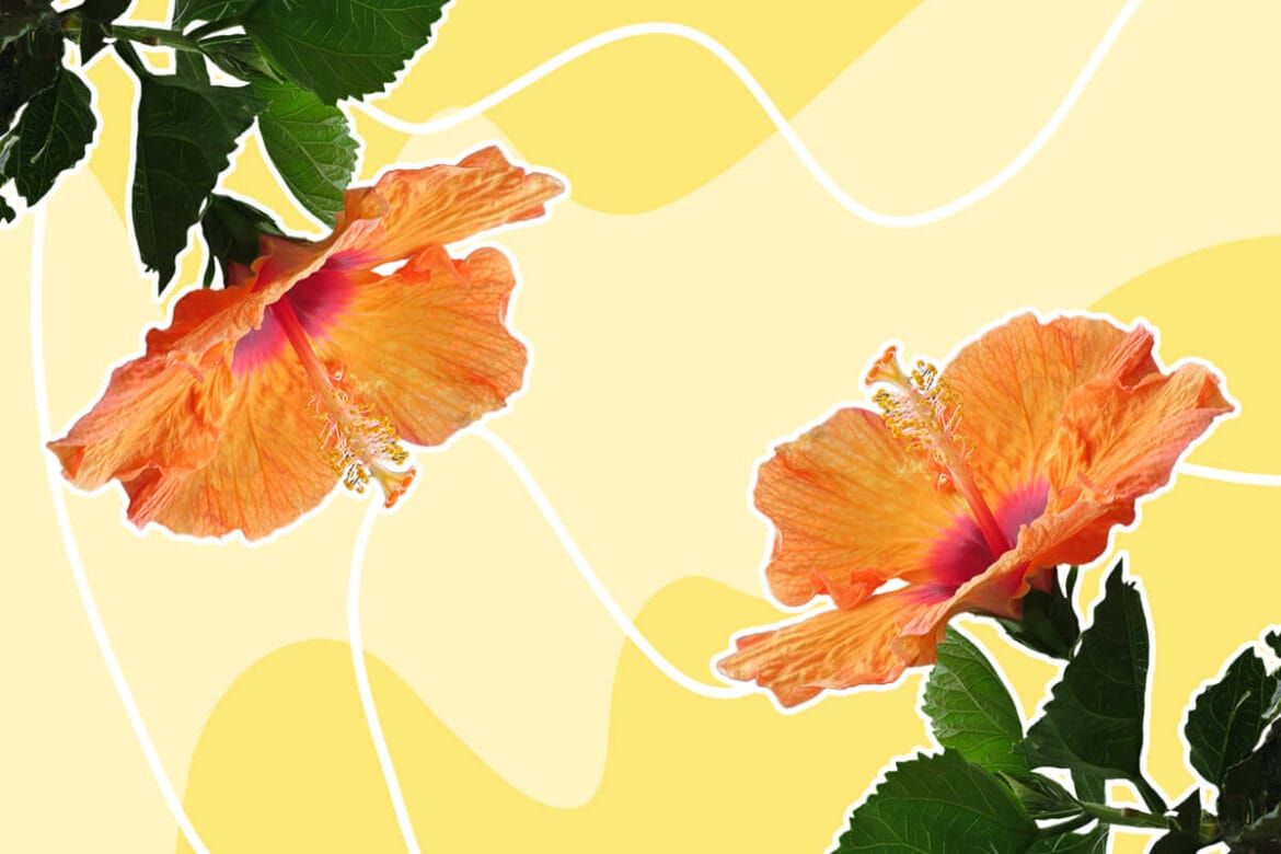 The Hibiscus Handbook: Exploring Types, Species, and Varieties - Petal ...