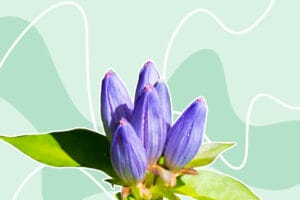 Pure Michigan: 40 Native Flowers & Wildflowers that Define the State ...
