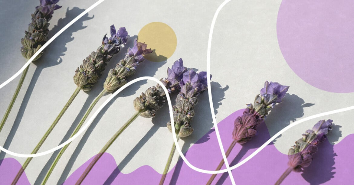 20 Fragrant Purple Flowers That Have Pleasant Scents to Enjoy