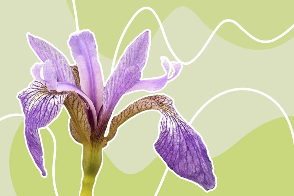 40 North Carolina Native Flowers and Wildflowers to Admire - Petal Republic