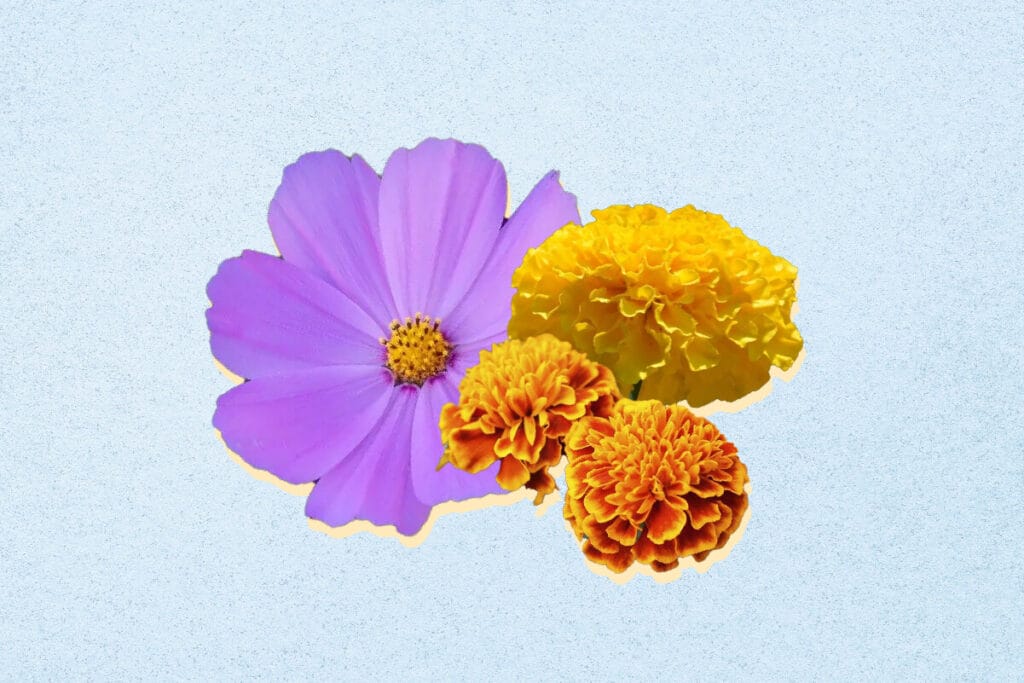 October Birth Month Flowers: Marigold and Cosmos - Petal Republic
