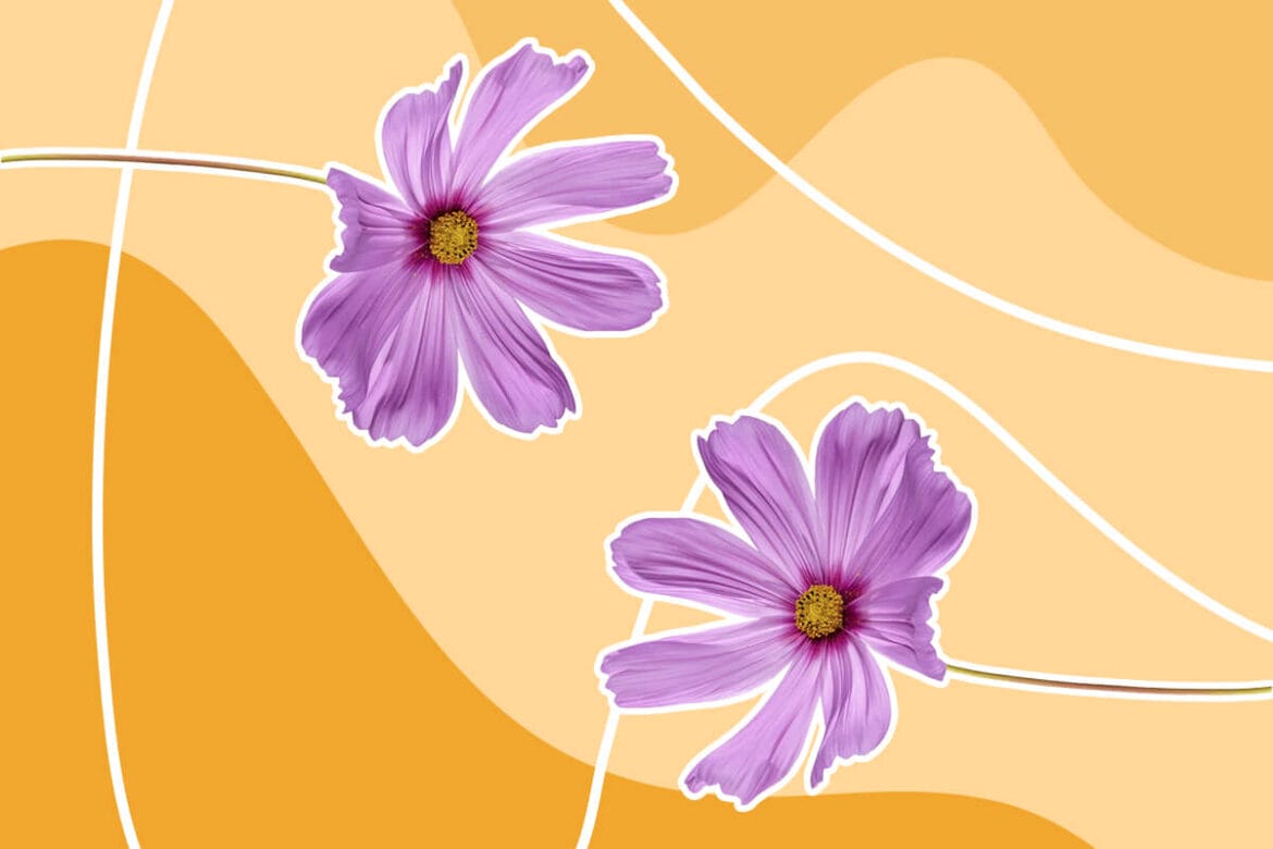 17 Types of Cosmos Flowers for Stunning Garden Displays - Petal Republic