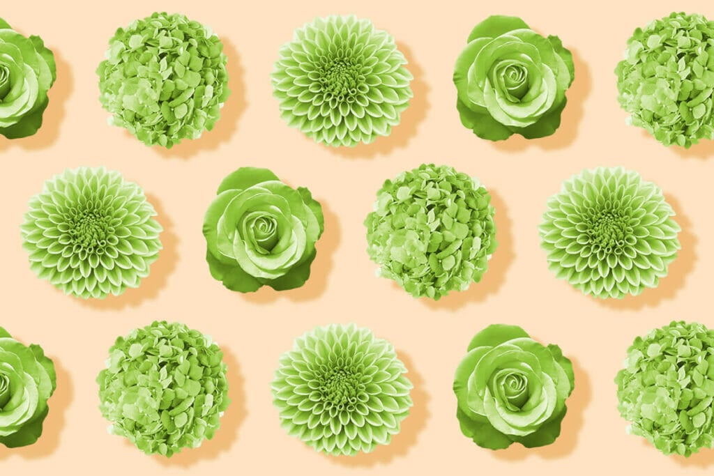 40 Types of Green Flowers For Vibrant Garden Displays - Petal Republic