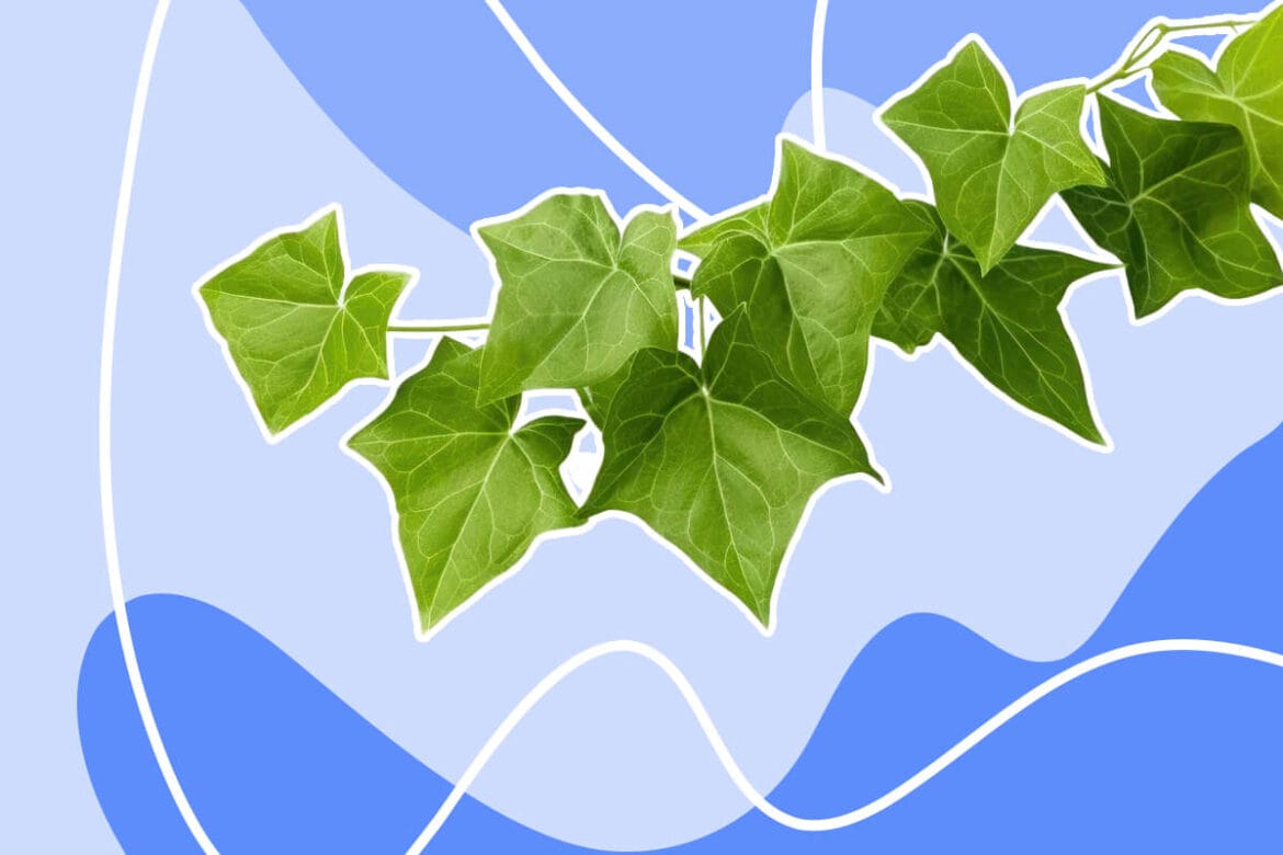 10 Popular Types of Ivy to Grow at Home - Petal Republic