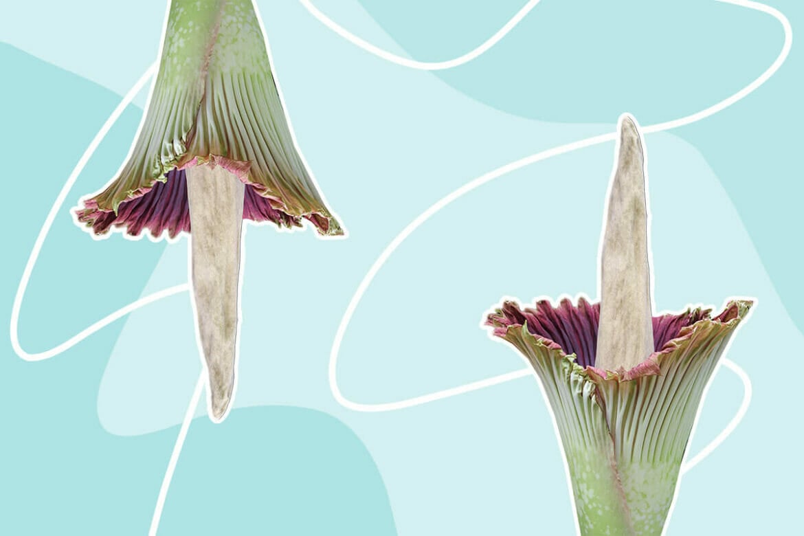 The 25 Rarest Flowers in the World - Petal Republic