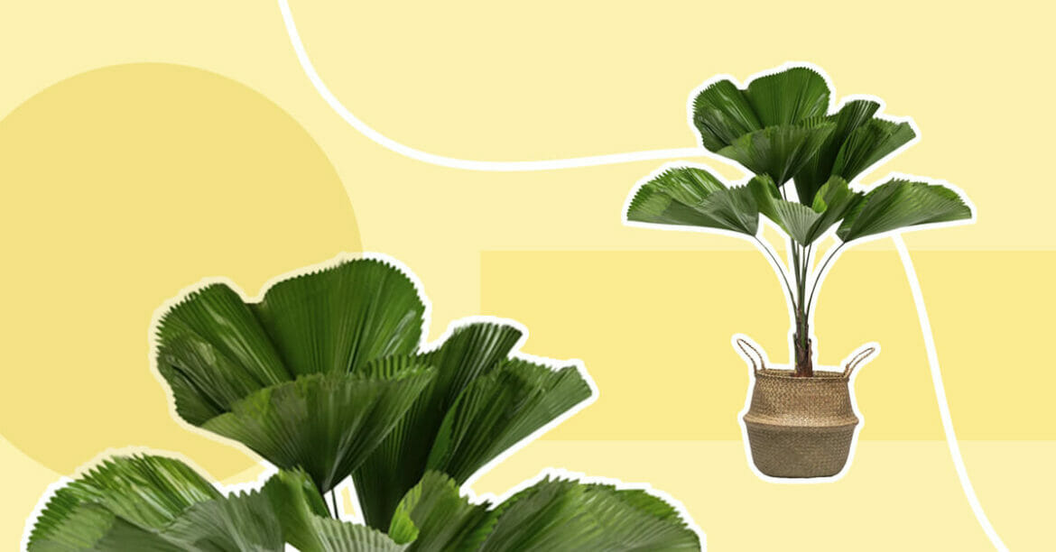30 Types of Potted Palm Trees - Petal Republic