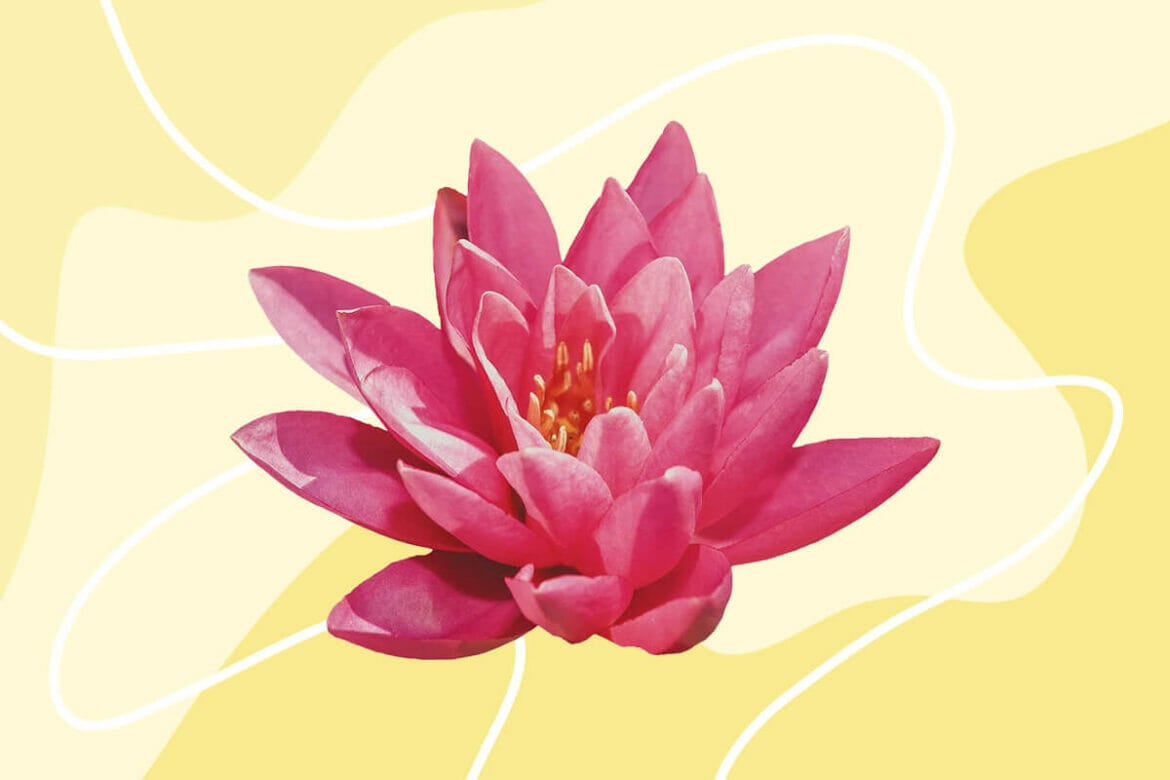 Official Zodiac Flowers Based on Your Astrological Sign - Petal Republic