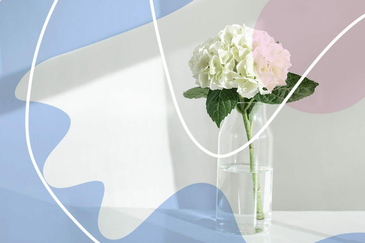 Exploring the Beautiful Colors of Hydrangeas - Petal Republic