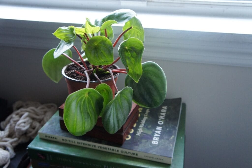 Peperomia Plant Benefits