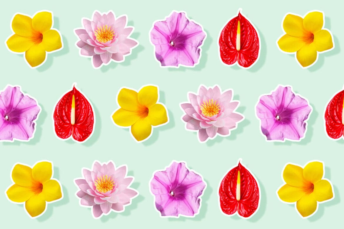 30 Native Brazilian Flowers & Plants to Admire - Petal Republic