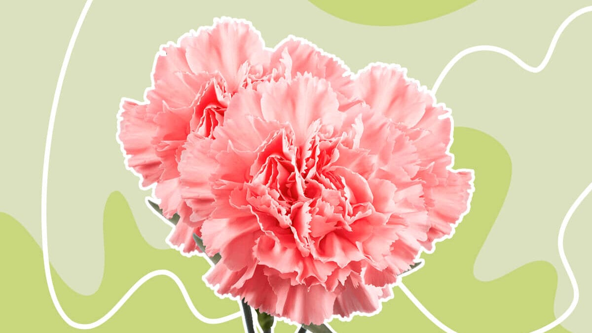 Uses Of Carnation Flower | Best Flower Site