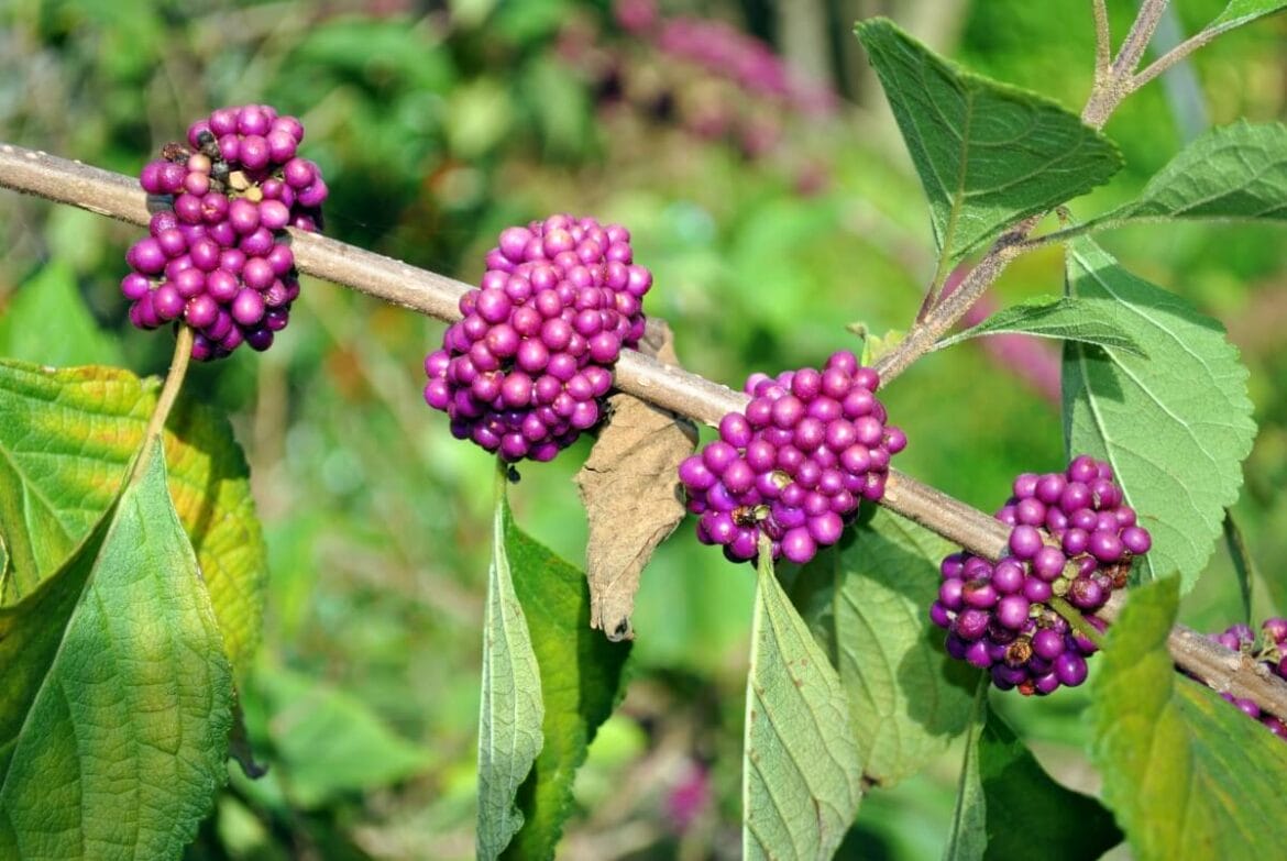 25 Native Georgia Flowers and Plants - Petal Republic