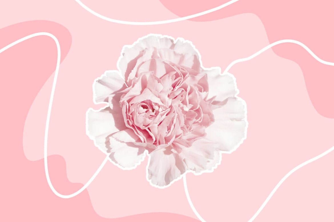 40 Types of Carnation Flowers for Stunning Garden Displays - Petal Republic