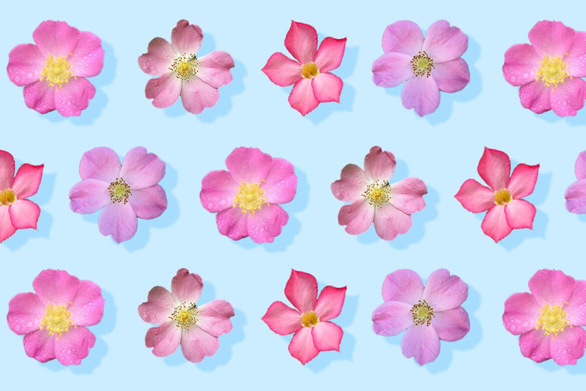 Native North American Roses: A Guide to Species and Cultivation - Petal ...