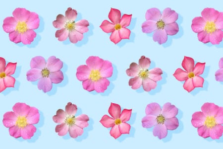 Native North American Roses: A Guide to Species and Cultivation - Petal ...