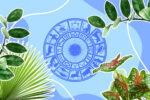 Best Zodiac Plants Based on Your Astrological Sign (Ultimate Guide ...