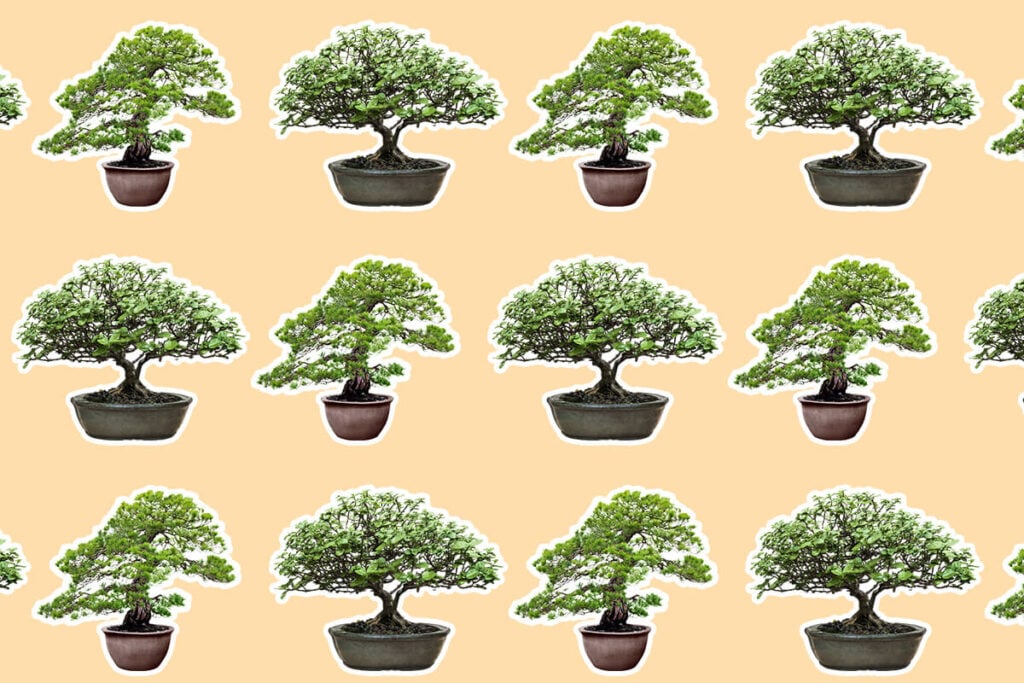 Bonsai Tree Meaning, Symbolism and 16 Popular Types - Petal Republic Bonsai Tree Meaning, Symbolism and 16 Popular Types - Petal Republic