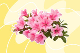 40 Chinese Flowers and Their Symbolic Meanings - Petal Republic