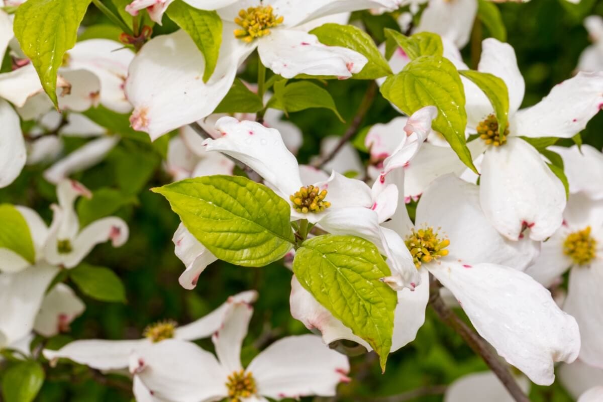 25 Native Georgia Flowers and Plants - Petal Republic