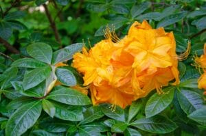 25 Native Georgia Flowers and Plants - Petal Republic